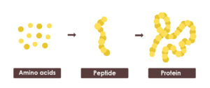 Gluten Digestion: How Does Your Body Process Gluten?