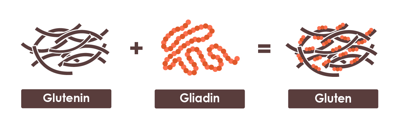 Gluten Digestion: How Does Your Body Process Gluten?